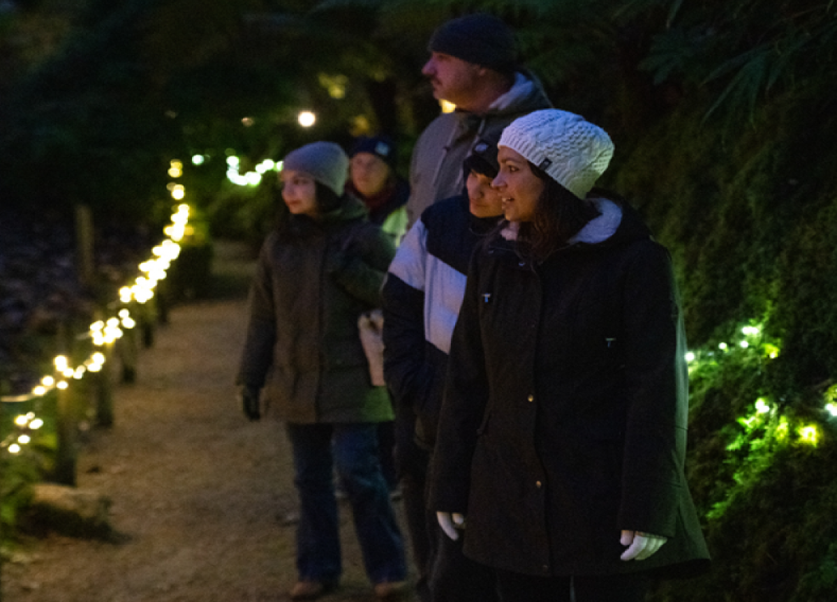 The UK's Tallest Living Christmas Tree at Cragside and Festive Events ...