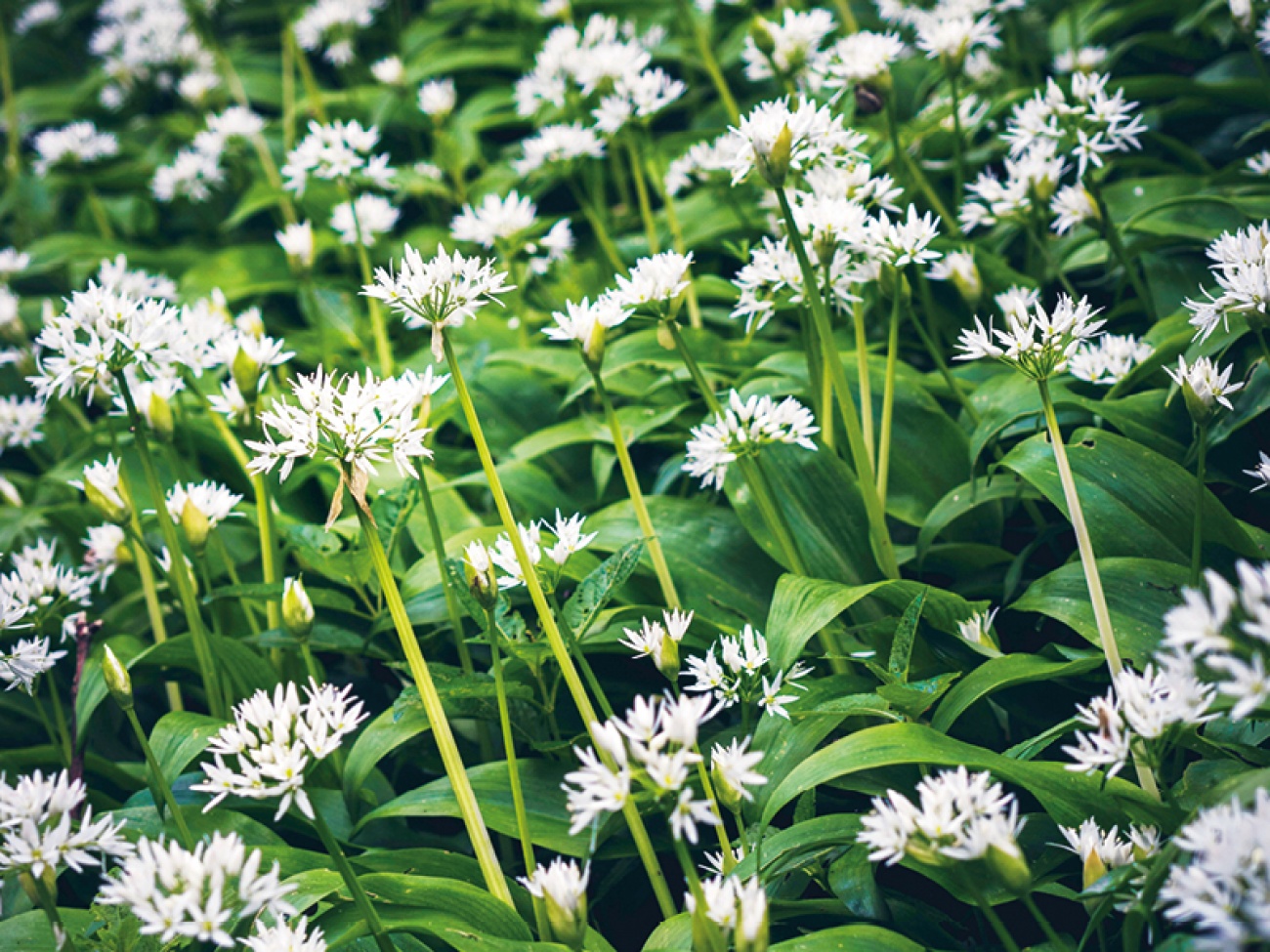 How to Recognise and Use Wild Garlic including Wild Garlic Pesto Recipe ...
