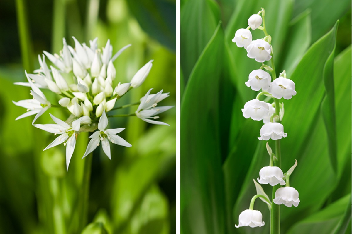 How to Recognise and Use Wild Garlic including Wild Garlic Pesto Recipe ...