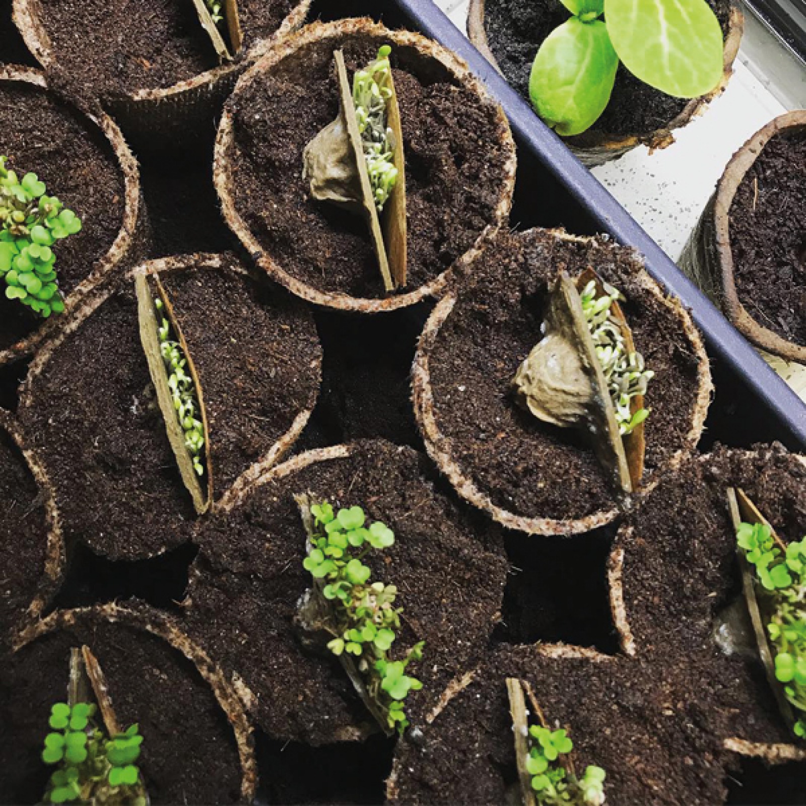 The Grow Sow Simple Gardening Kits that Sara Davies Invested in on ...