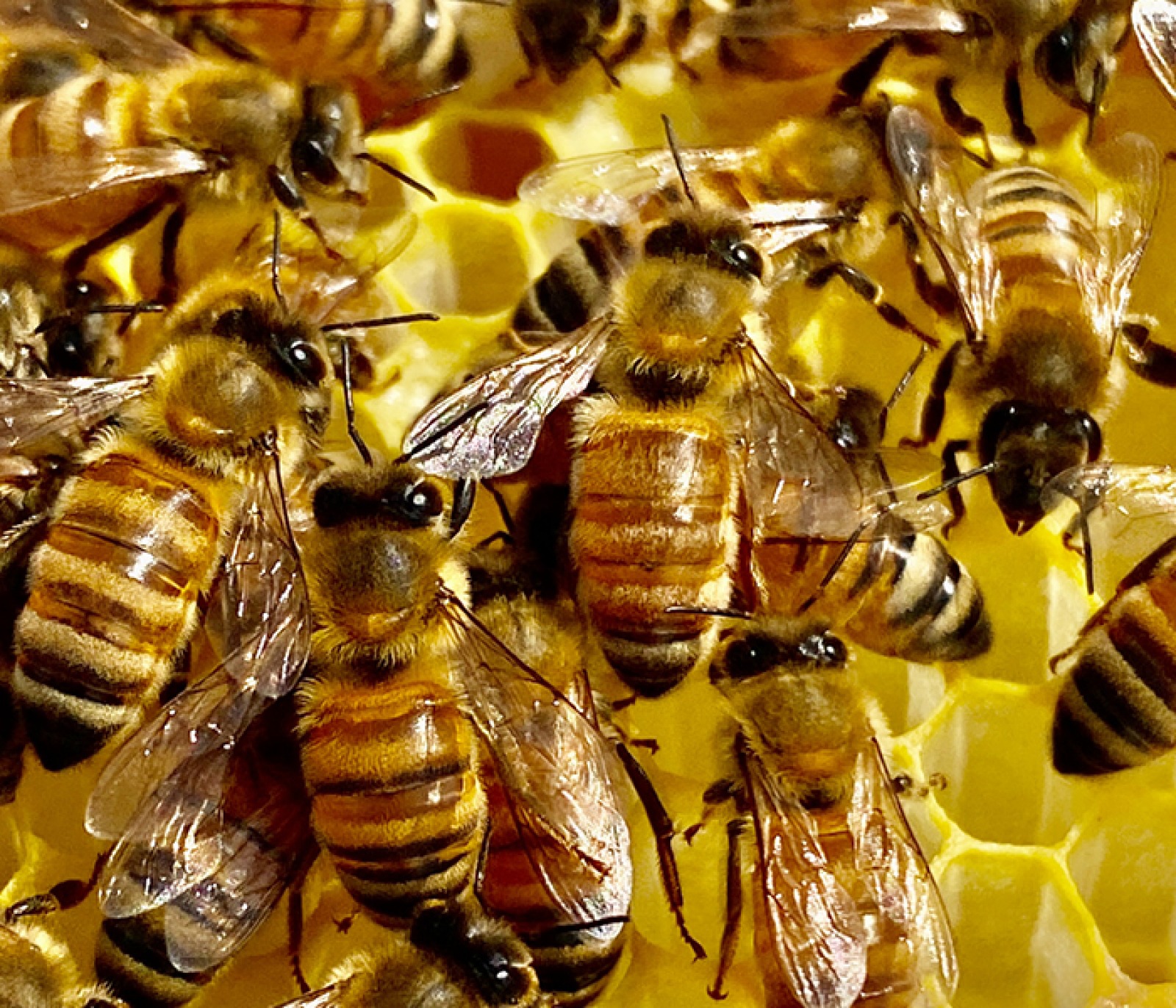 World Bee Day: The Travelling Bee Company in Gateshead Explain What we ...