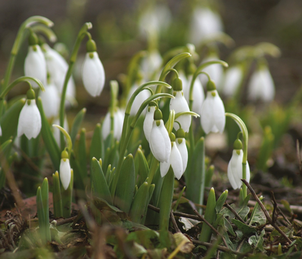 Garden Jobs for February including Pruning Shrubs and Grasses and ...