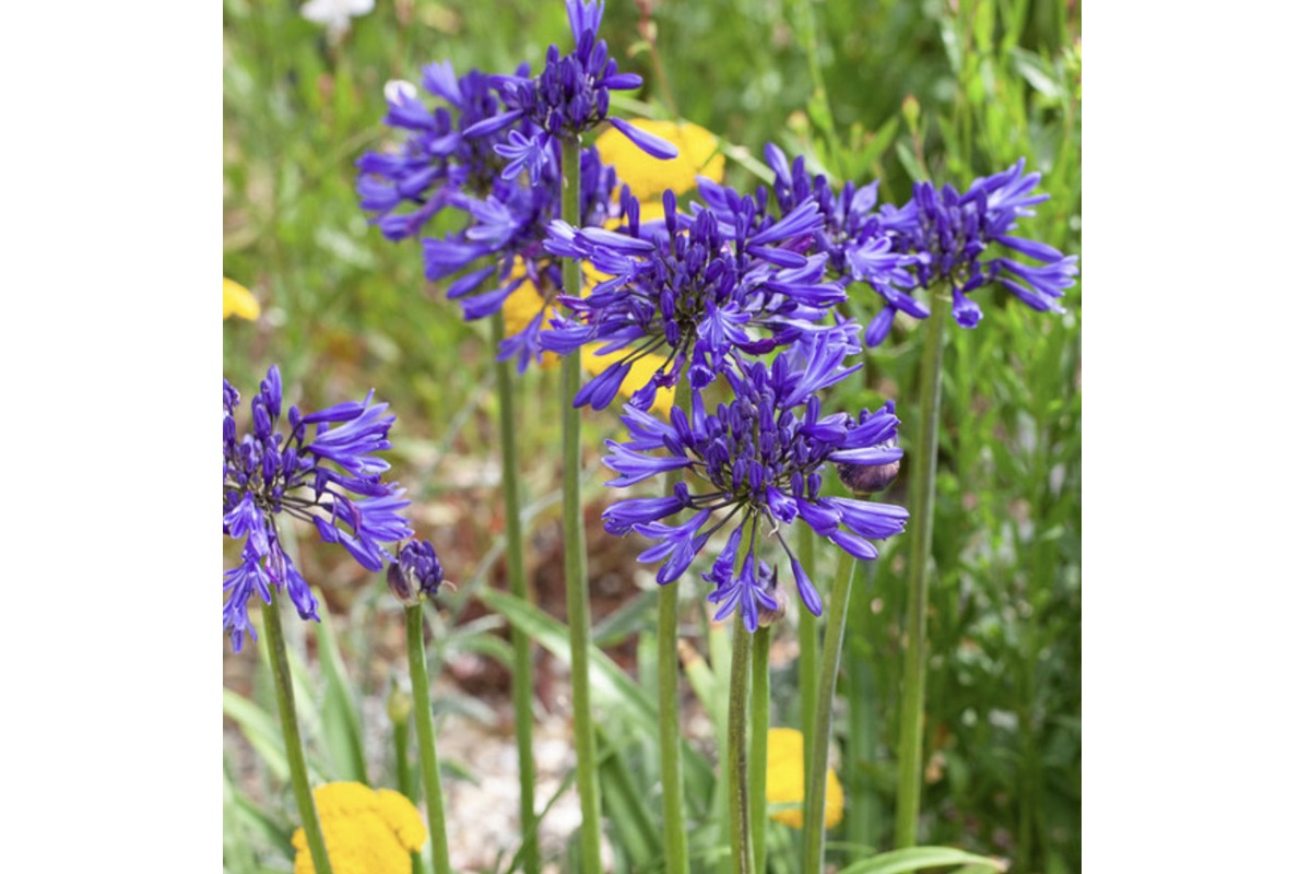 The best Agapanthus to grow at home | Living North