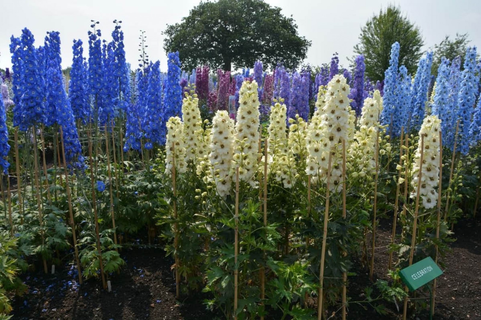 Yorkshire Garden to Visit Near Leeds to See The UK's Largest Collection ...