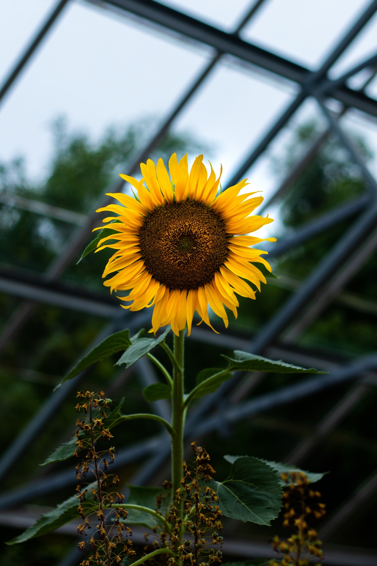 Seven Super Tips for Growing Sunflowers this Spring | Living North