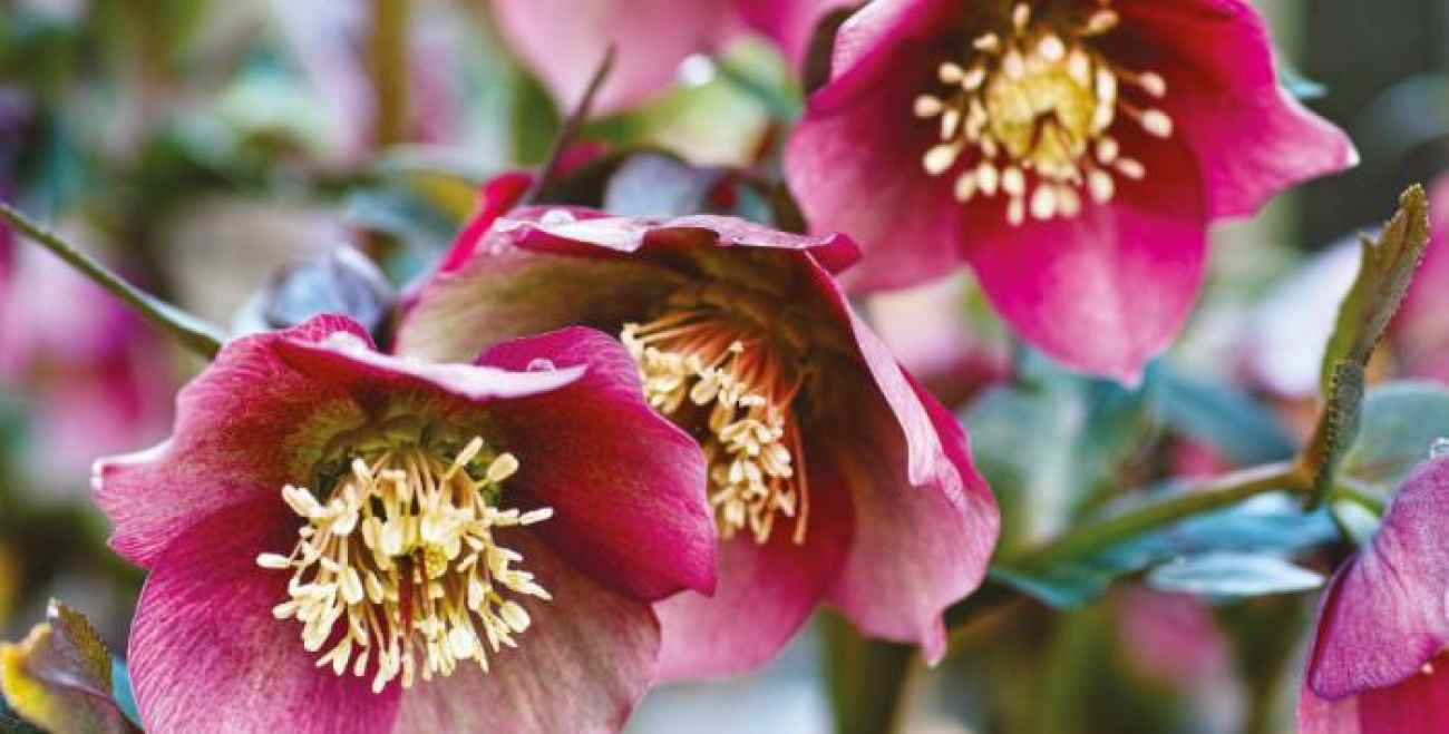 Three of The Best Winter Roses | Living North