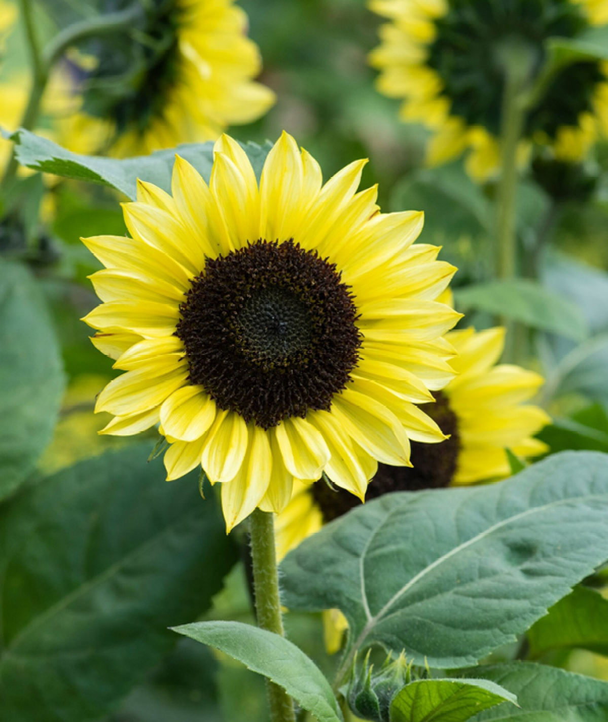 Seven Super Tips for Growing Sunflowers this Spring | Living North