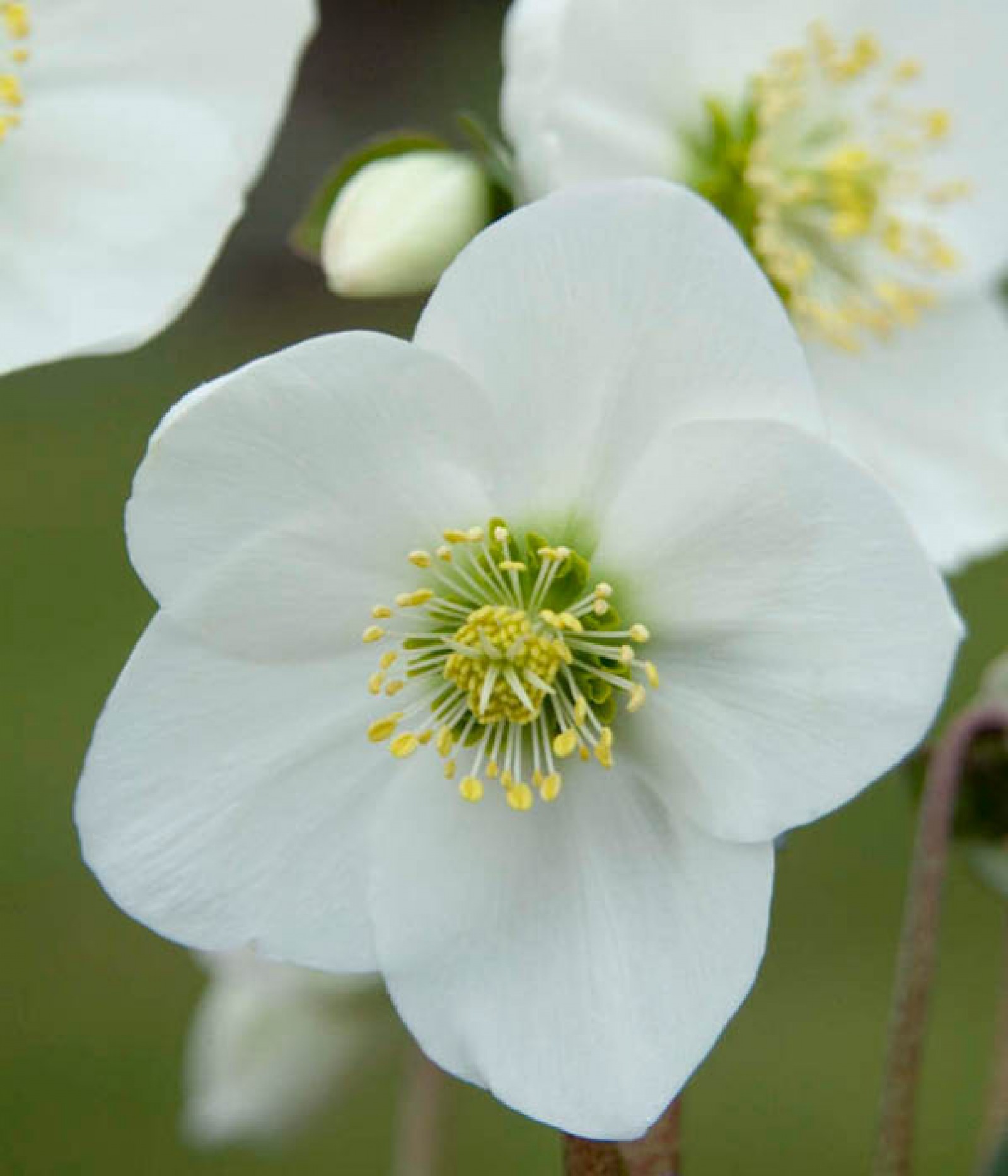 Three of The Best Winter Roses | Living North