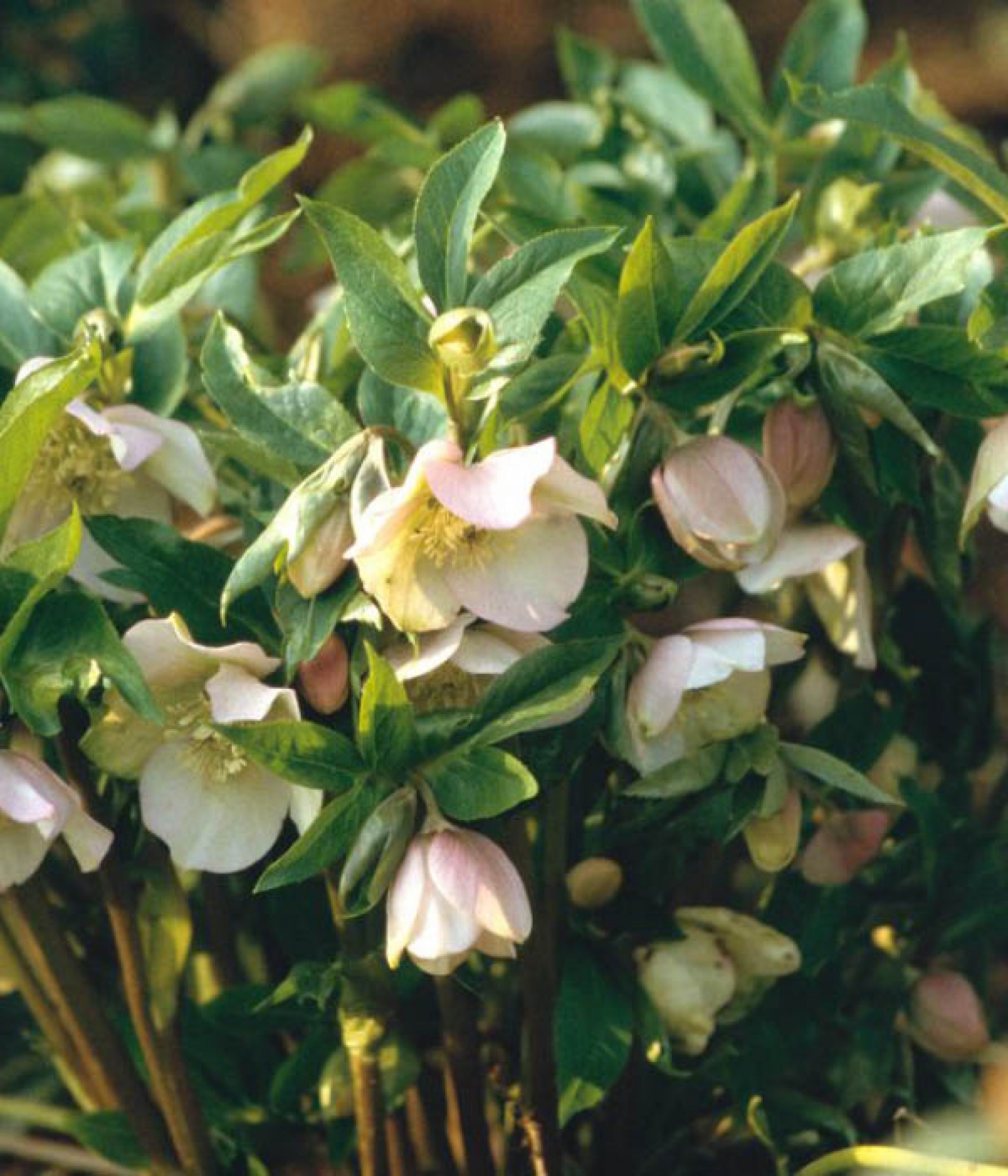 Three of The Best Winter Roses | Living North