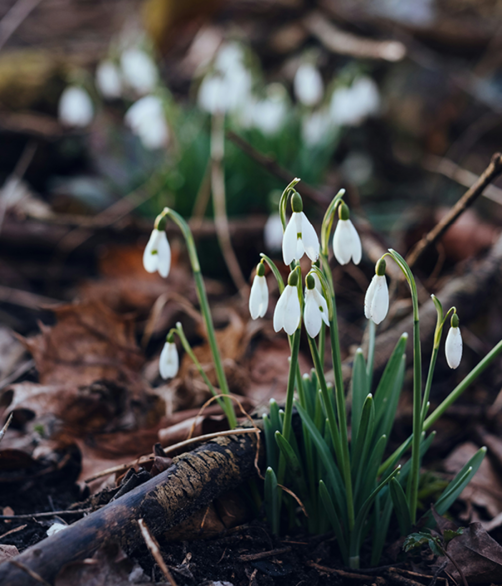 Where to See Snowdrops in Northumberland and Yorkshire, including ...