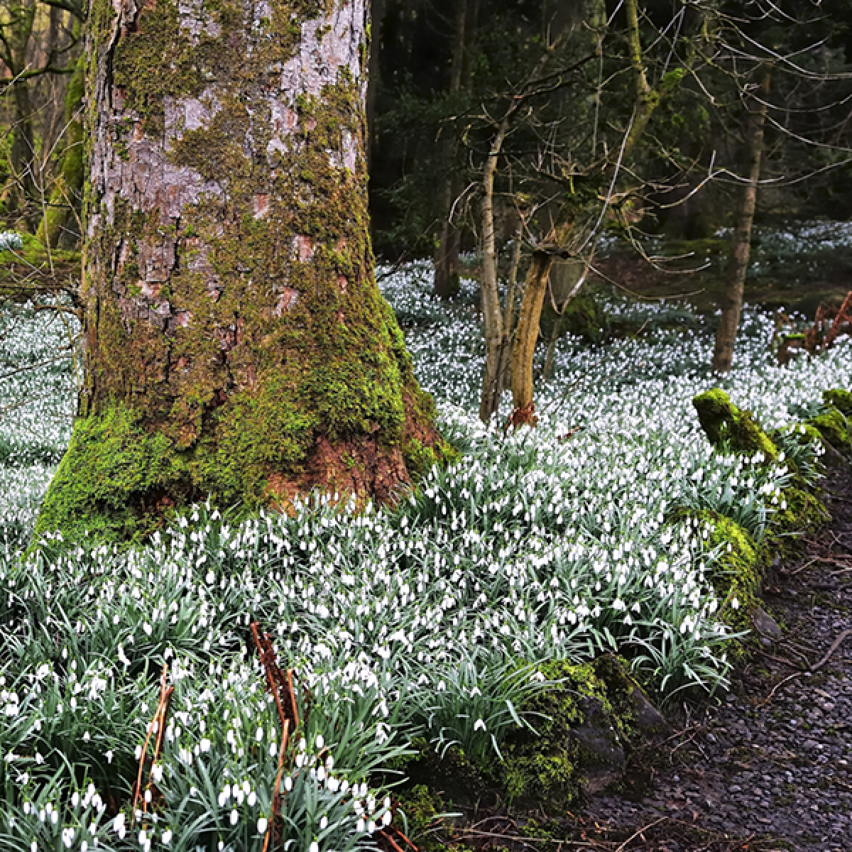 Where to See Snowdrops in Northumberland and Yorkshire, including ...