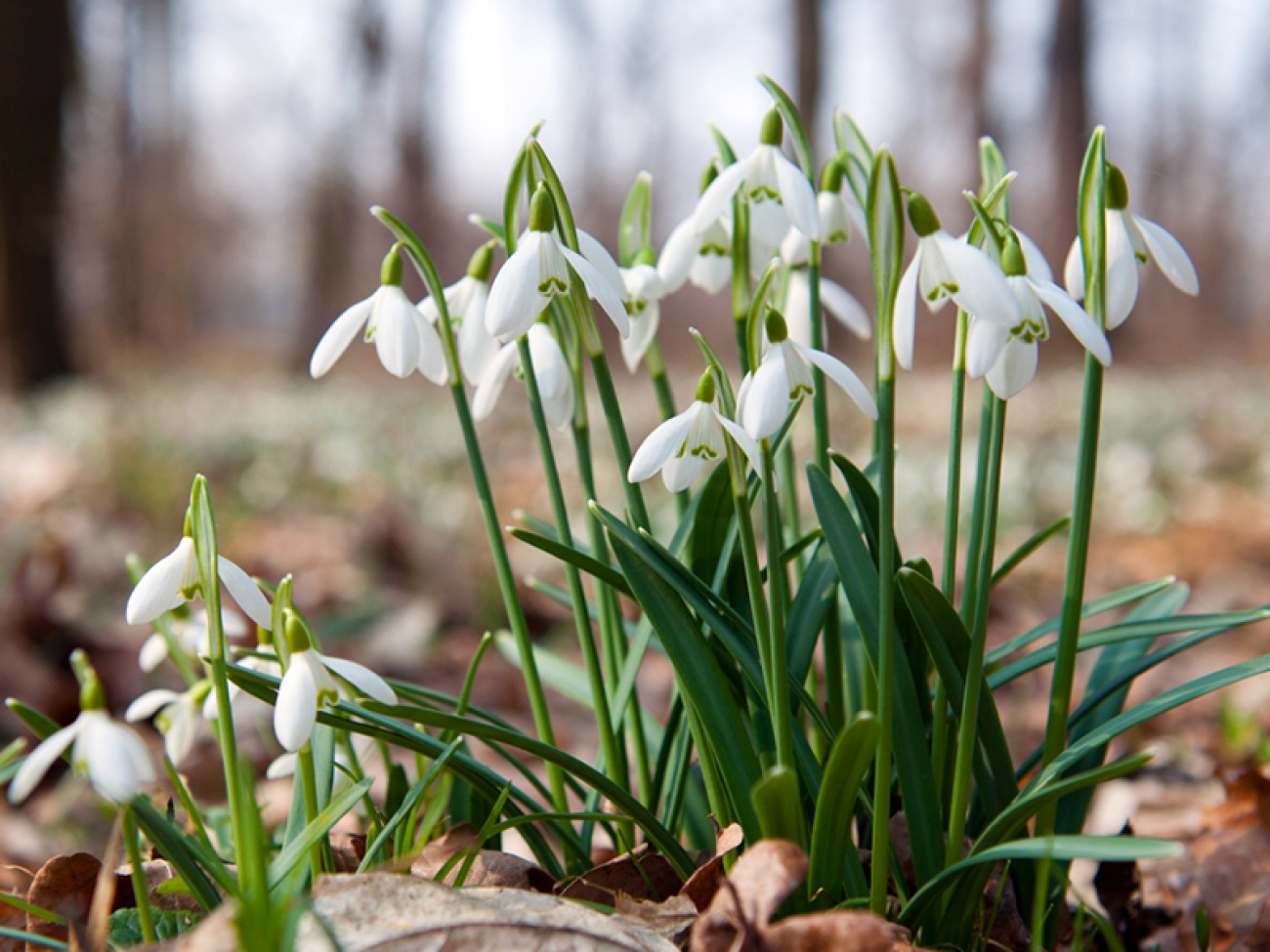 Where to See Snowdrops in Northumberland and Yorkshire, including ...