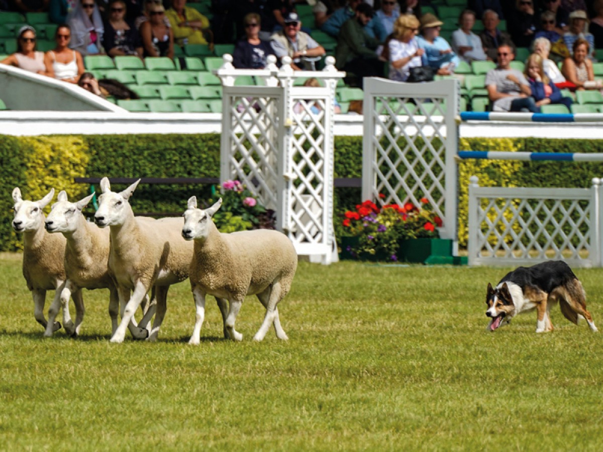 Interview With Cannon Hall Farmers Rob and Dave Nicholson on Great ...