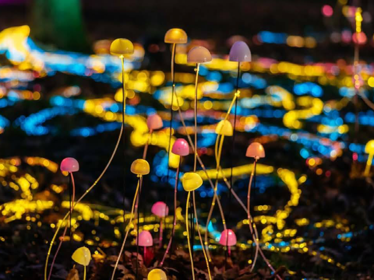 Christmas and Autumn Winter Light Trails To Book in Yorkshire 2025 ...