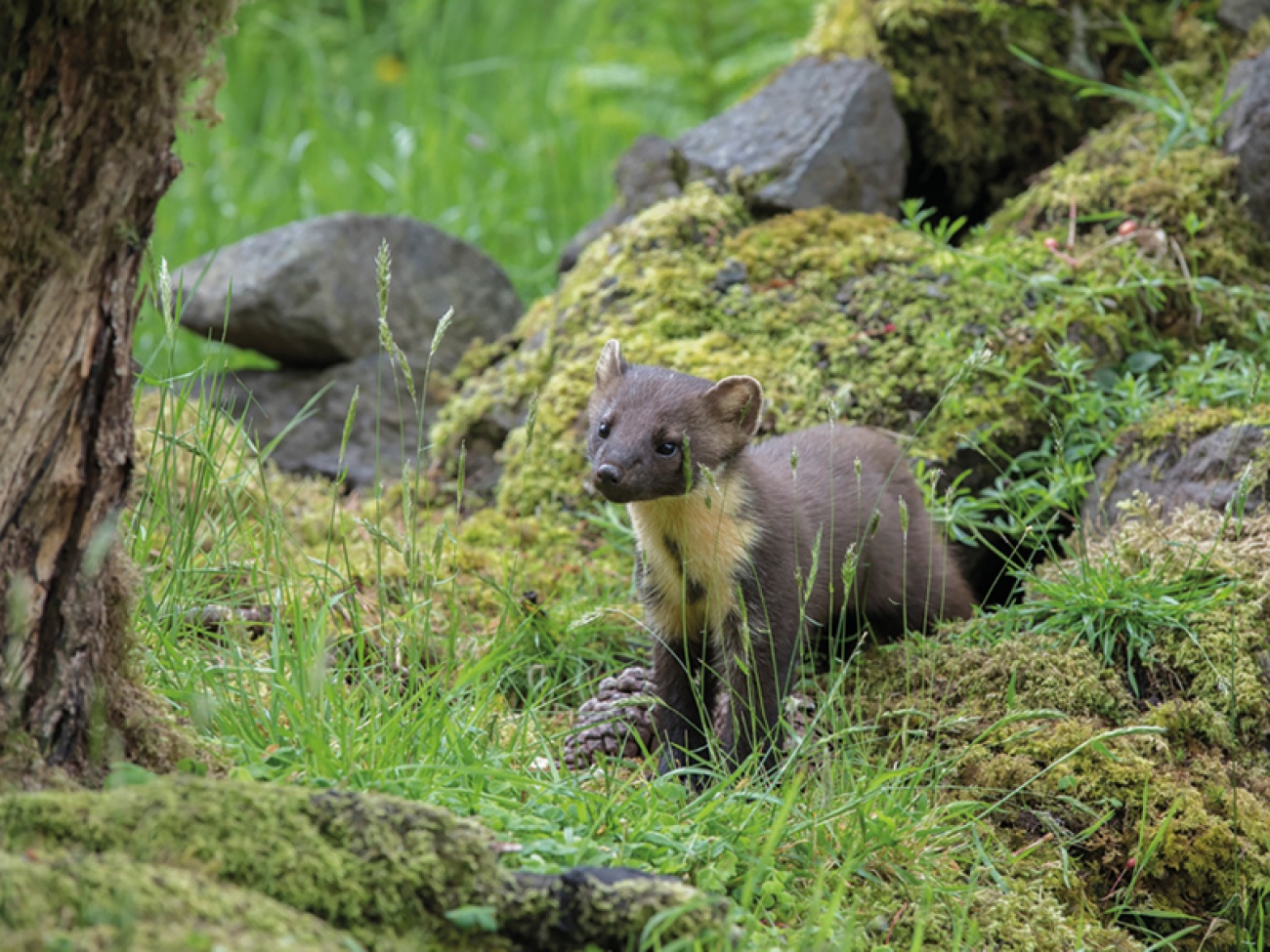 How the Pine Marten Population is Being Encouraged in Northumberland ...