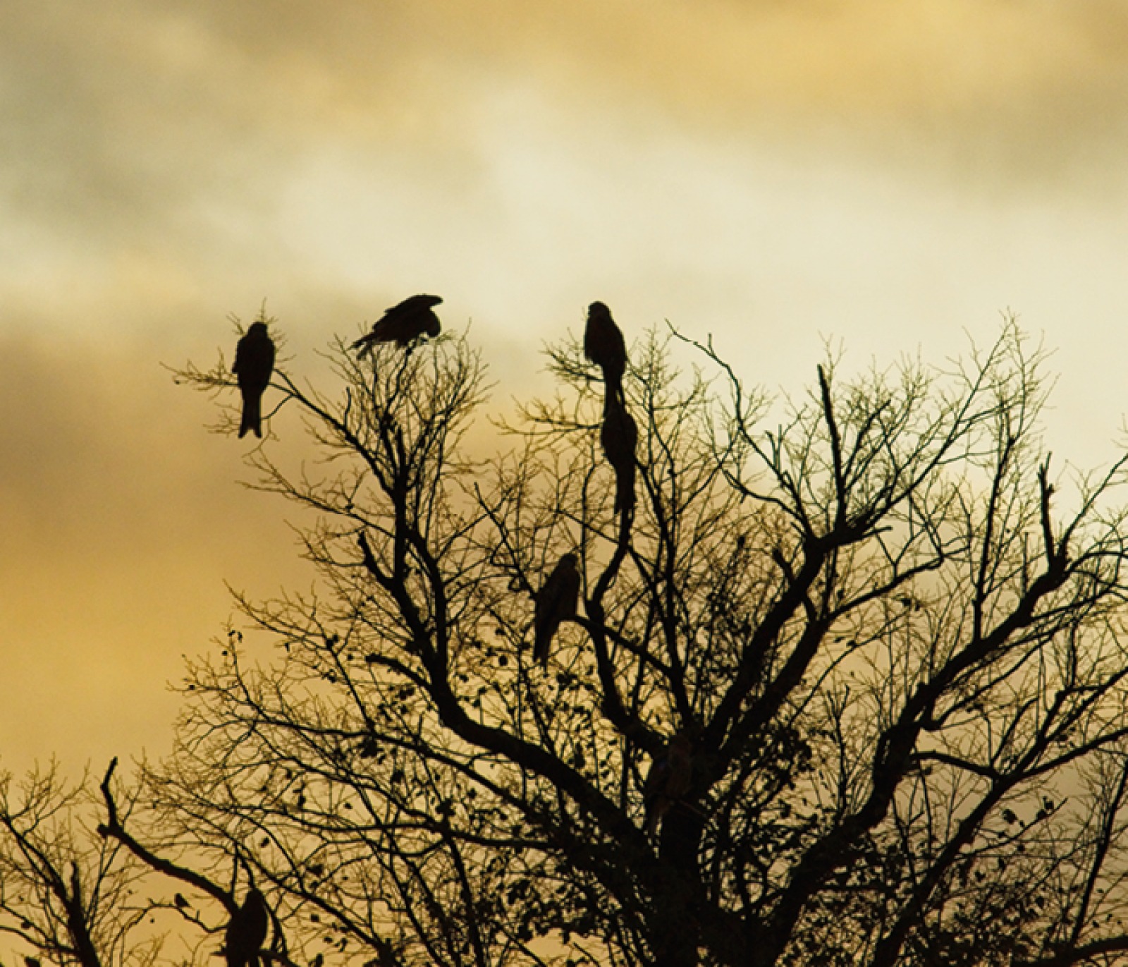 How to See Red Kites in The North East in Autumn 2024 | Living North