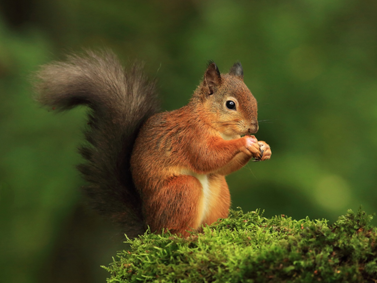 Rare Red Squirrel Colony Found In Tree Planation in the Yorkshire Dales ...