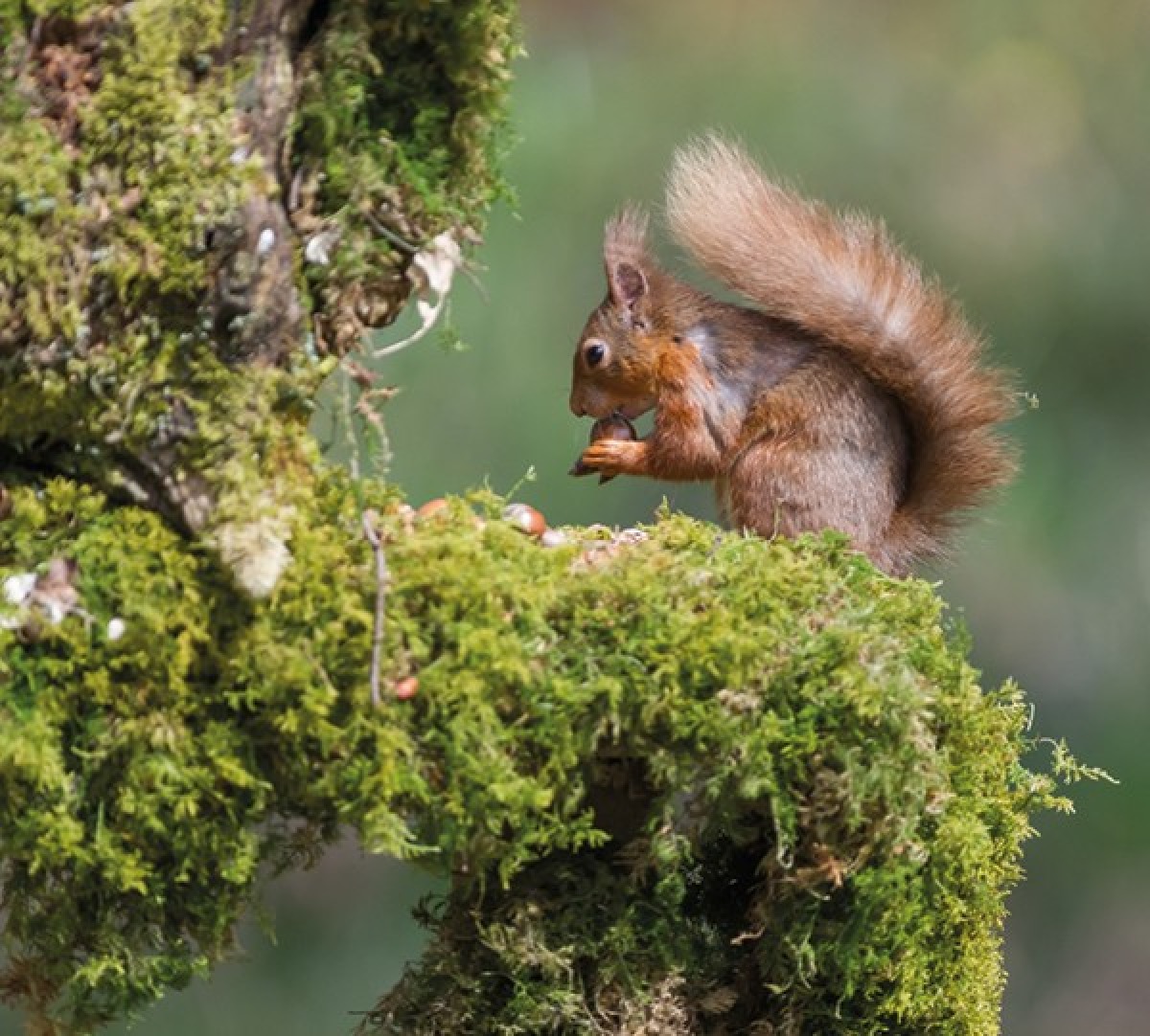 Rare Red Squirrel Colony Found In Tree Planation in the Yorkshire Dales ...