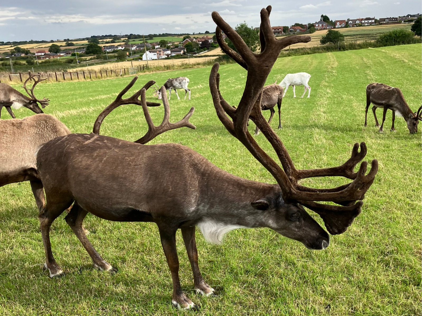 Where To See Santa's Reindeer in the North East This Christmas | Living ...