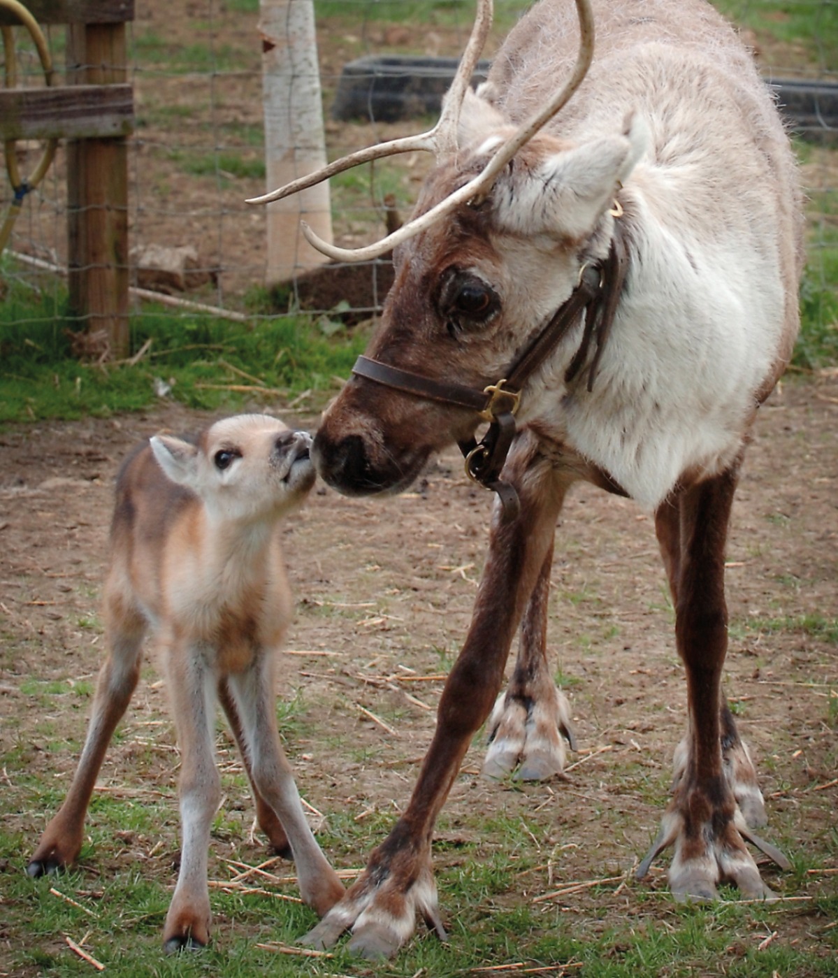 Where To See Santa's Reindeer in the North East This Christmas | Living ...