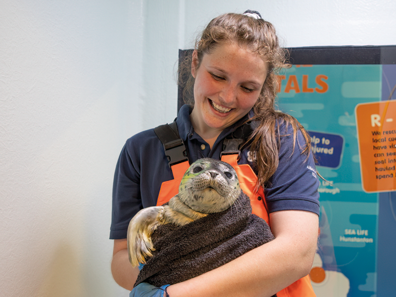SEA LIFE Scarborough on Rescuing and Rehabilitating Seals | Living North