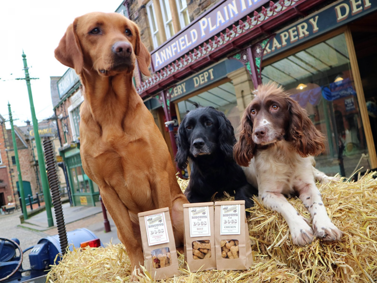 Dog-Friendly Days Out in the North East and Yorkshire Including ...