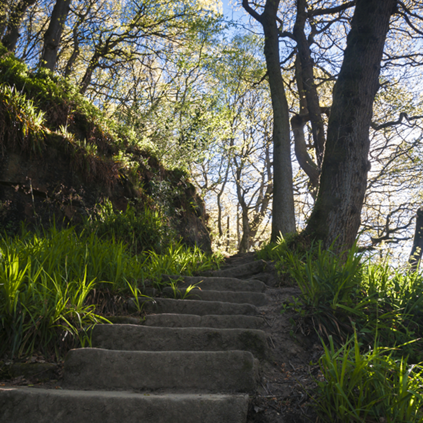 Best Forest and Woodland Walks in the North East and Yorkshire ...
