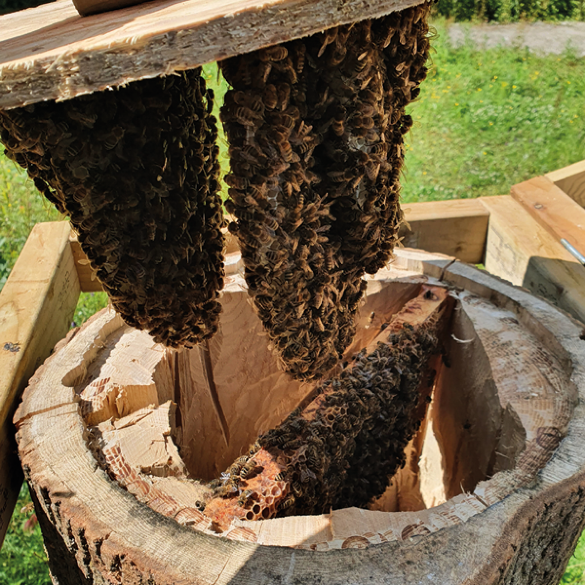 How the High Corn Mill in Skipton is is Helping to Re-establish a Rare ...