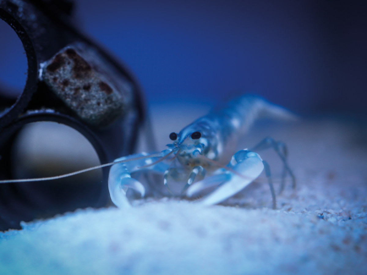 Discover Whitby Harbour's New Lobster Hatchery Which is Fighting to ...