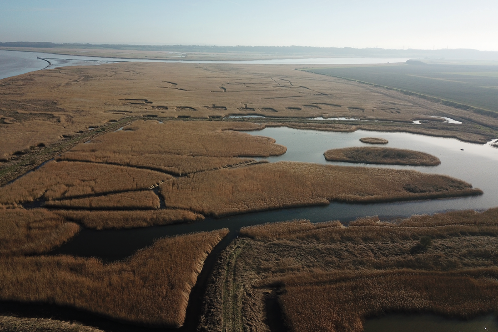 East Yorkshire RSPB Blacktoft Sands Reports Record Number of Bearded ...