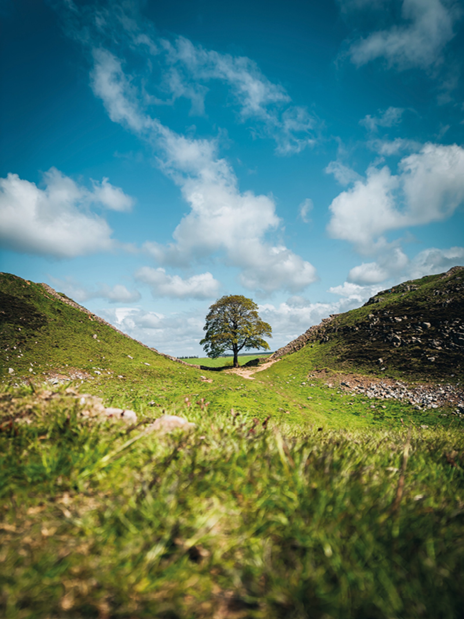 Photos of Sycamore Gap Through the Seasons by North East Photographers ...