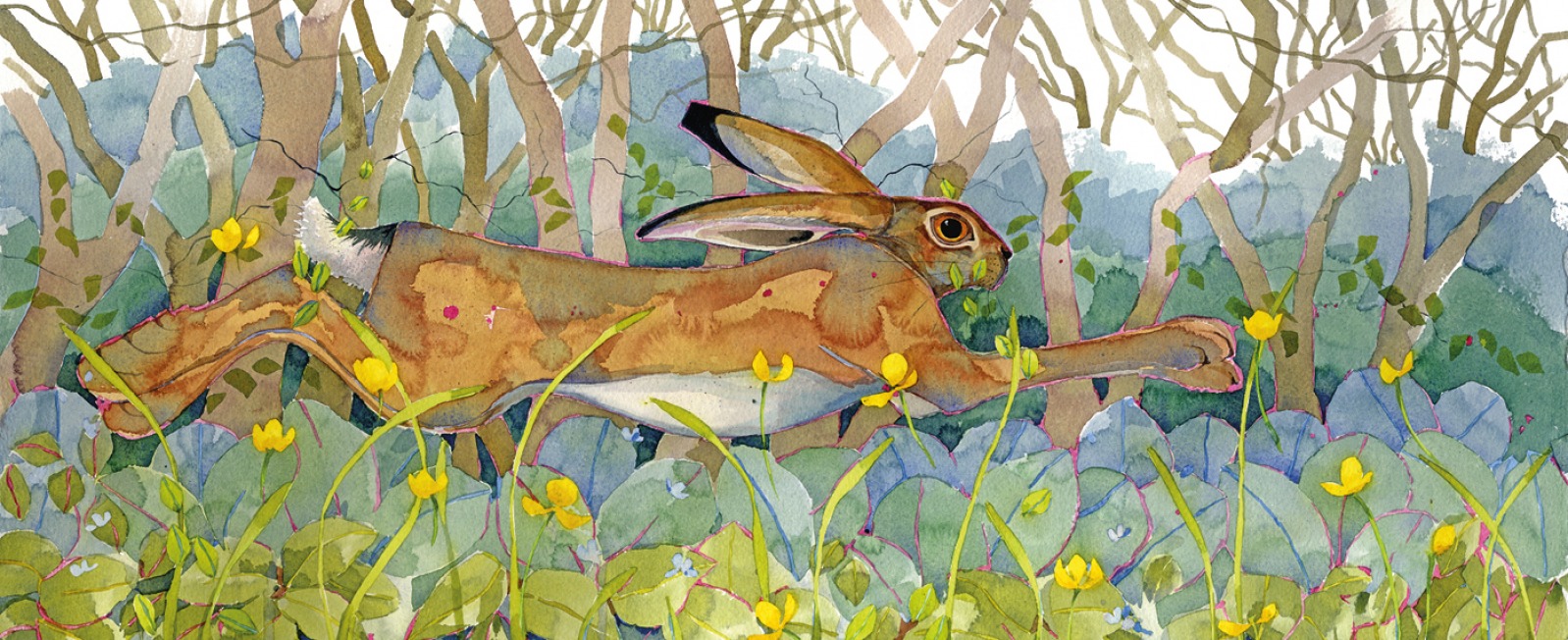 Northumberland Painter Mary Ann Rogers on Her Gallery, Wildlife, Wild ...