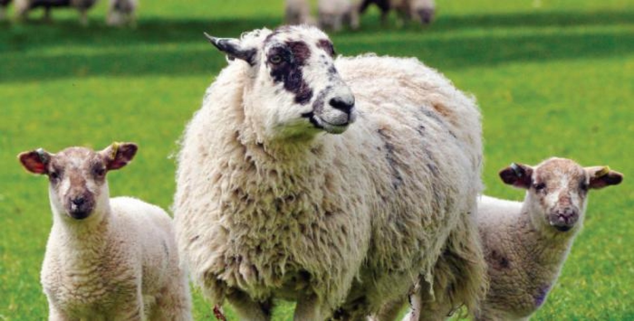 outdoor learning at Whirlow Hall Farm in Sheffield | Living North