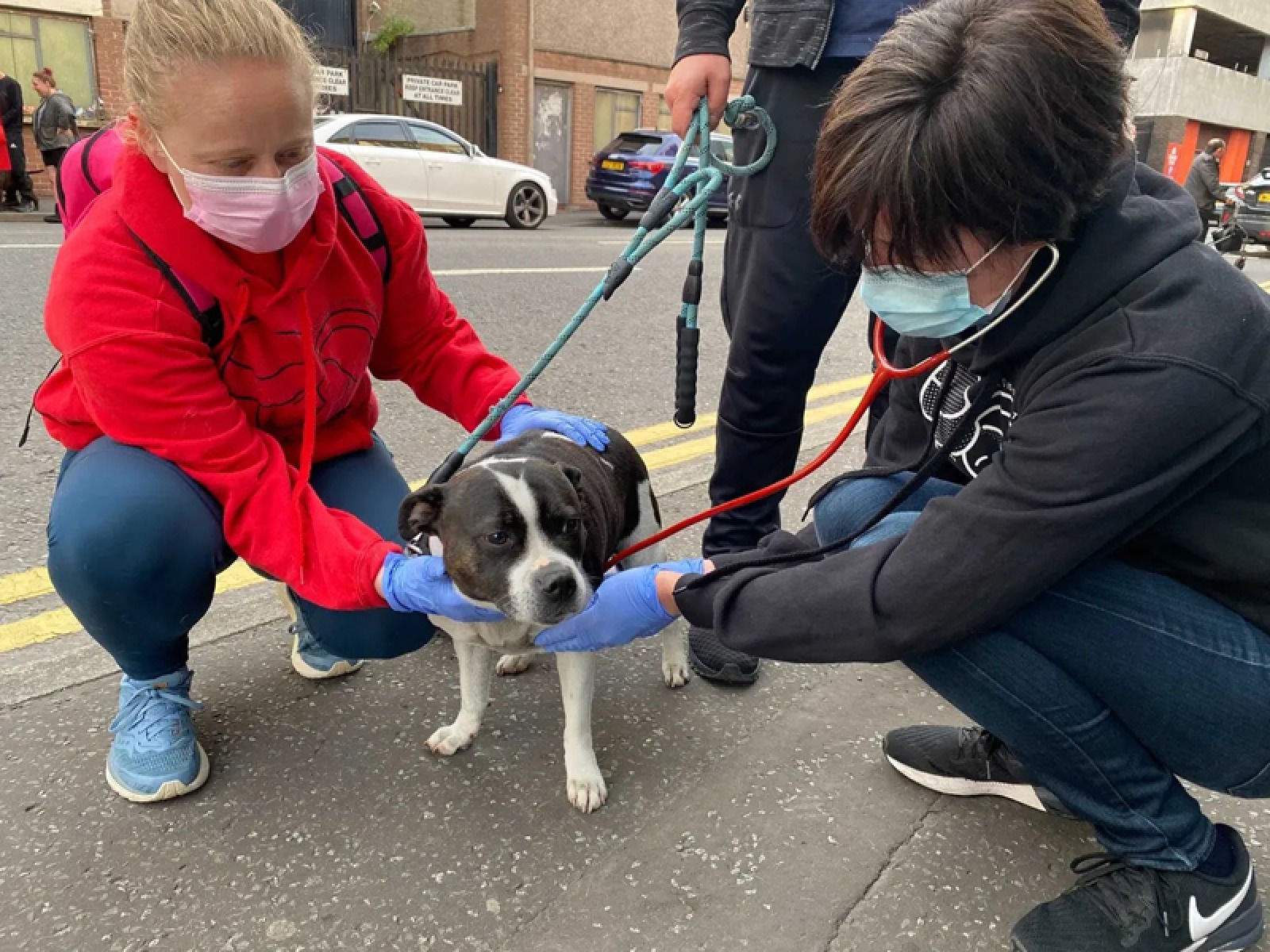 Newcastle Charity, Street Paws on Keeping Homeless Owners and their ...