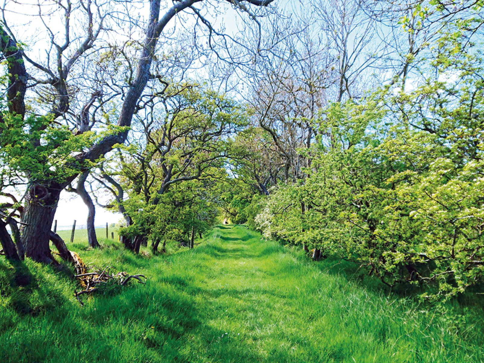 The Wannie Line Walk | Living North