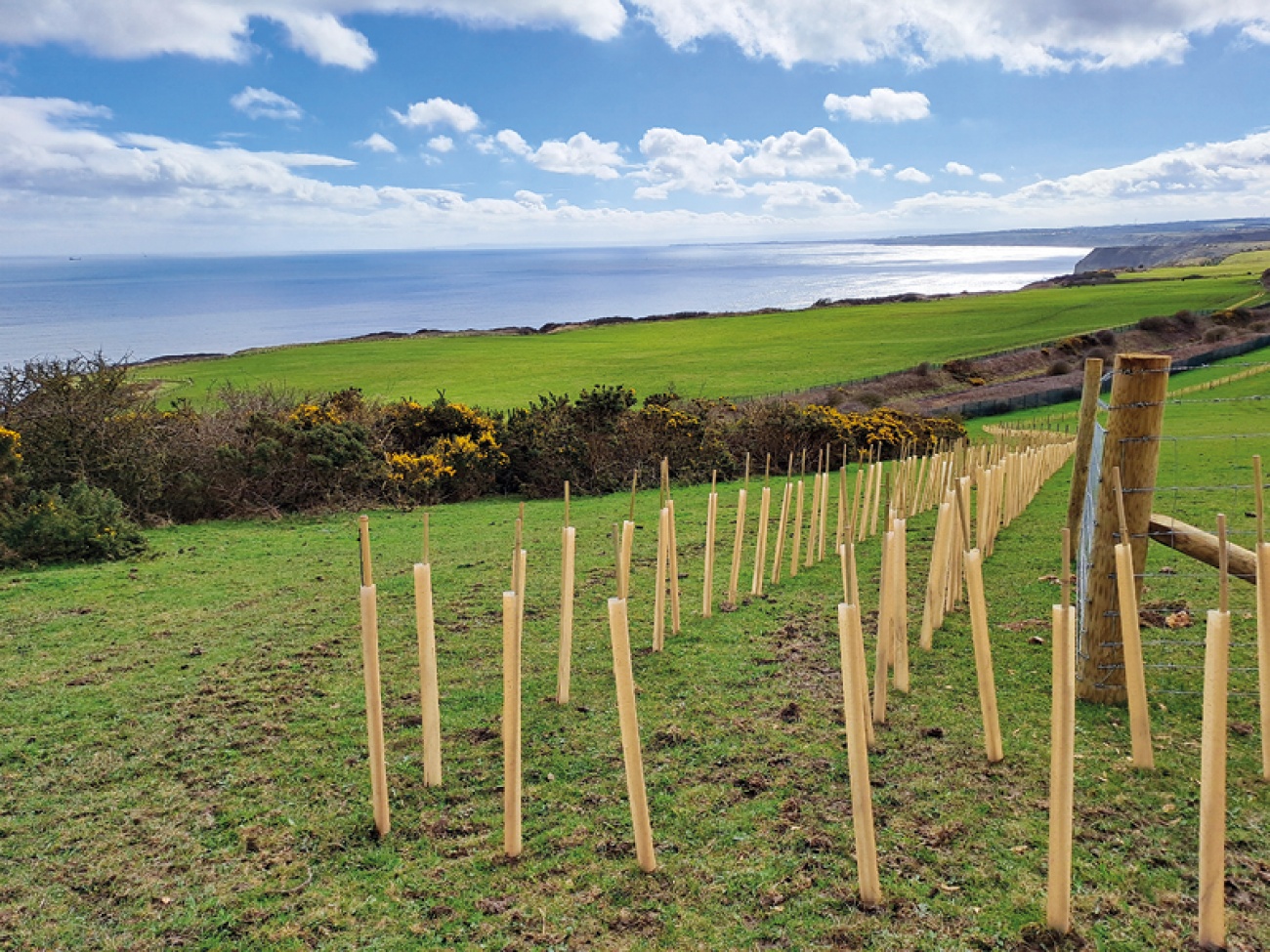 How National Trust Project Planting Hedgerows on County Durham Coast ...