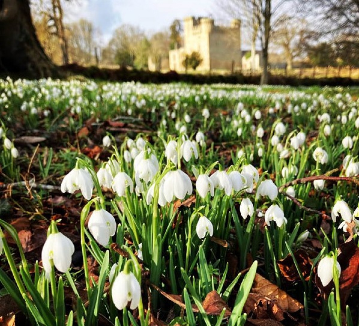 Where to See Snowdrops in Northumberland and Yorkshire, including ...
