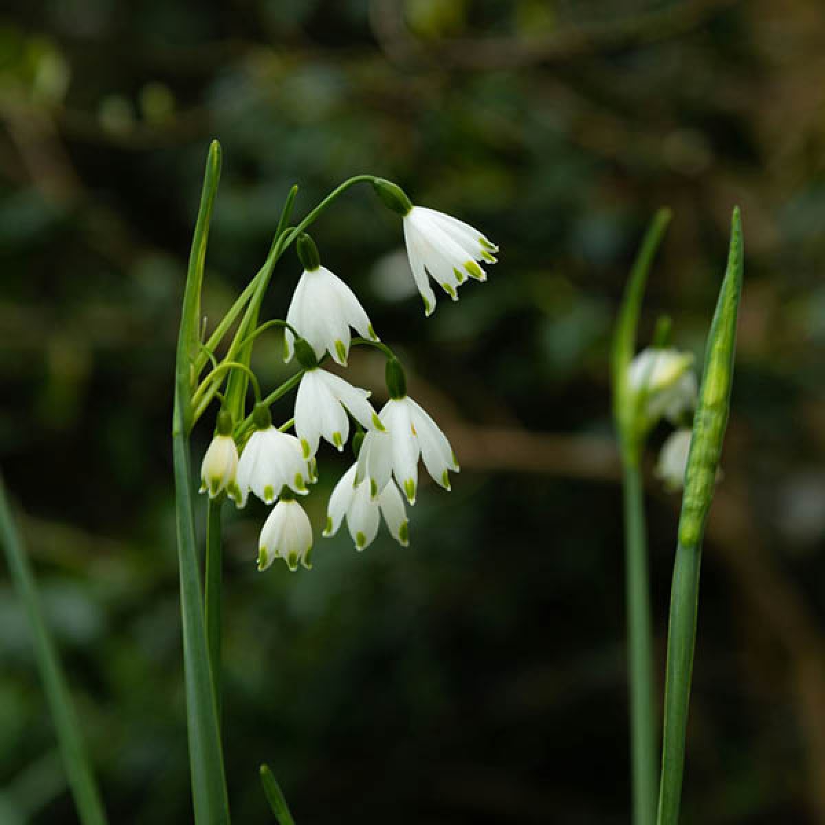 Where to See Snowdrops in Northumberland and Yorkshire, including ...