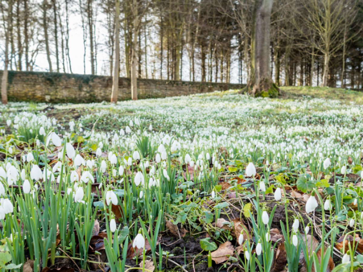Where to See Snowdrops in the North East and Yorkshire in February ...