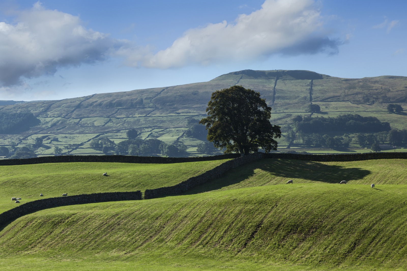 The Ultimate Guide to Wensleydale | Living North