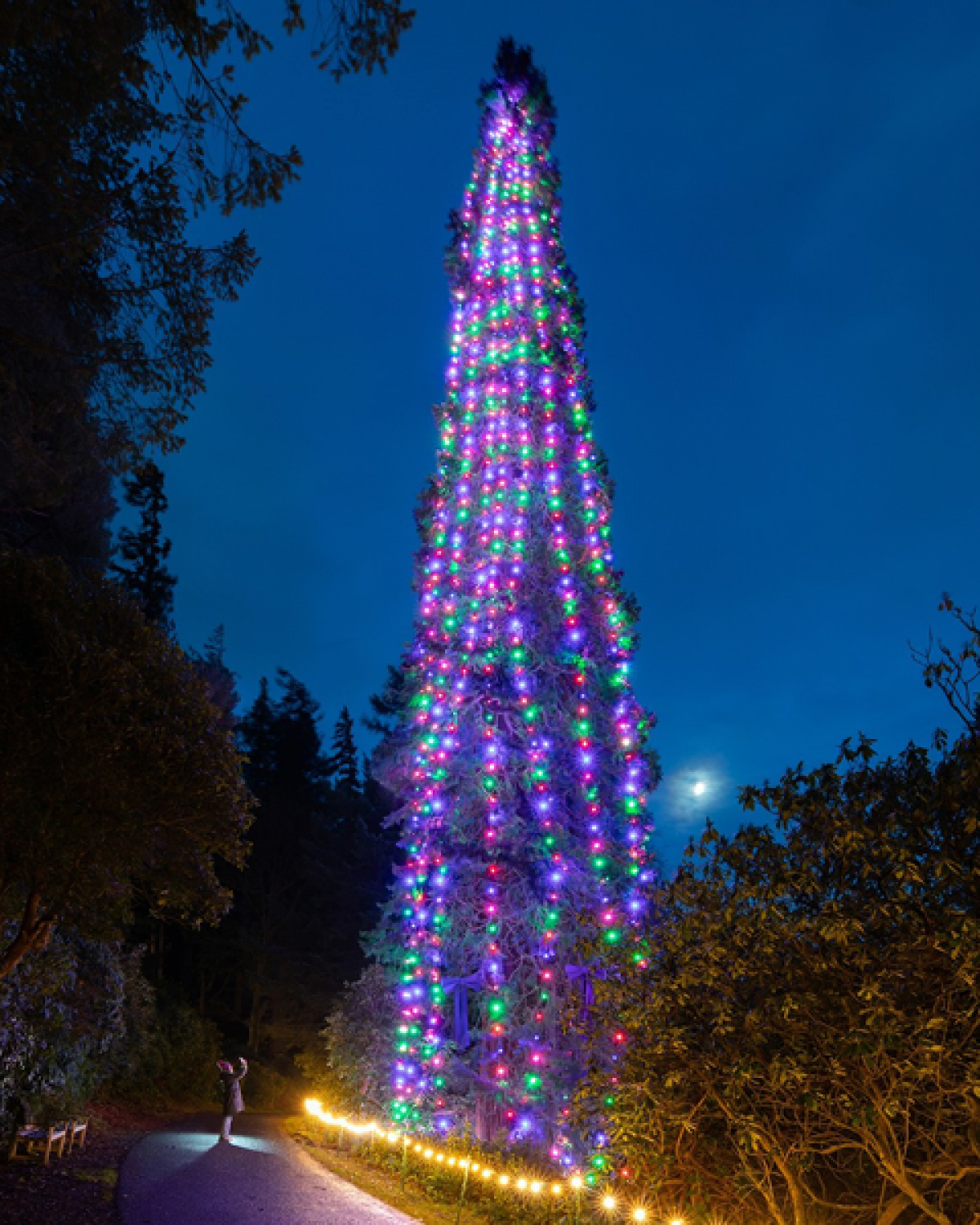 What's On at Cragside this Christmas including the Tallest Living ...