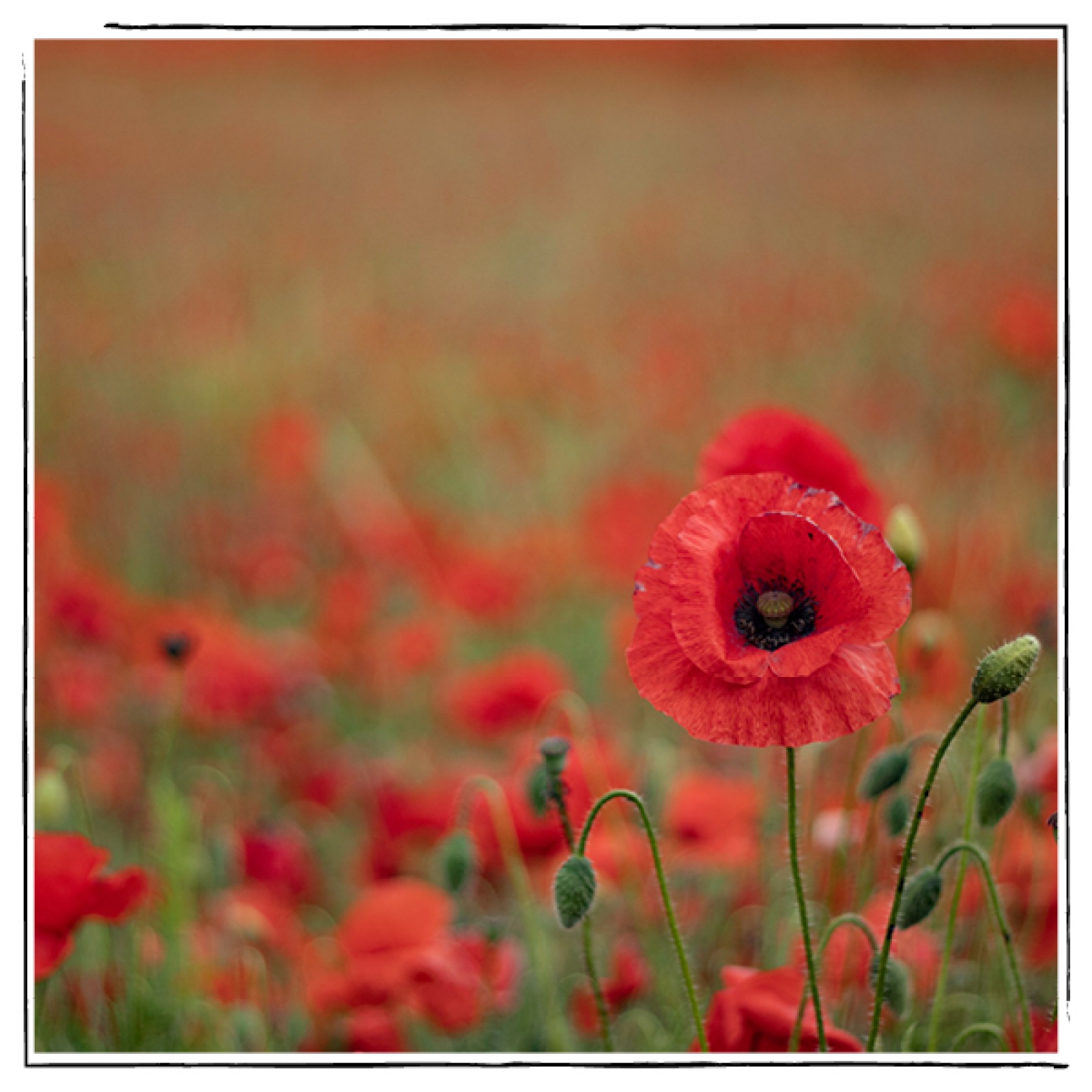 How to Make the Most of November | Living North