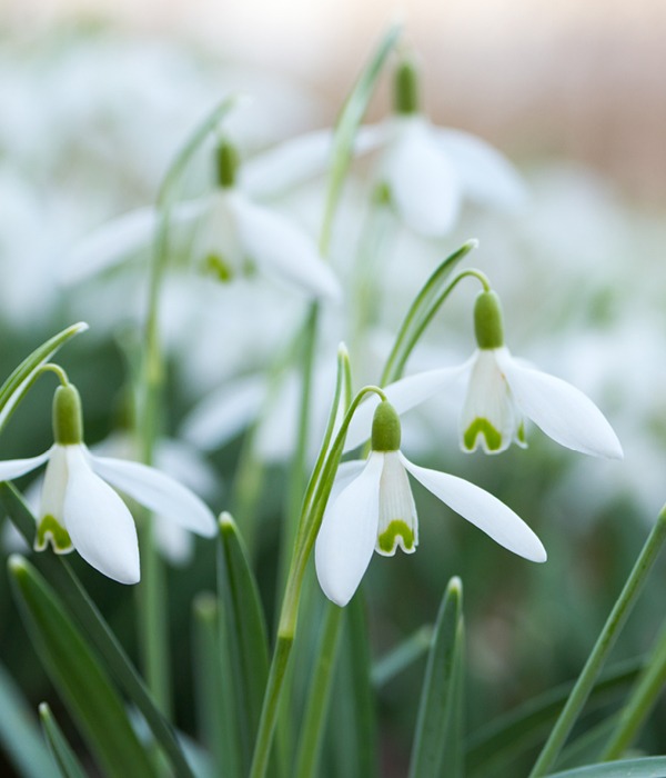 Terry's Chocolate Orange Melt-in-the-Middle Puddings | Living North