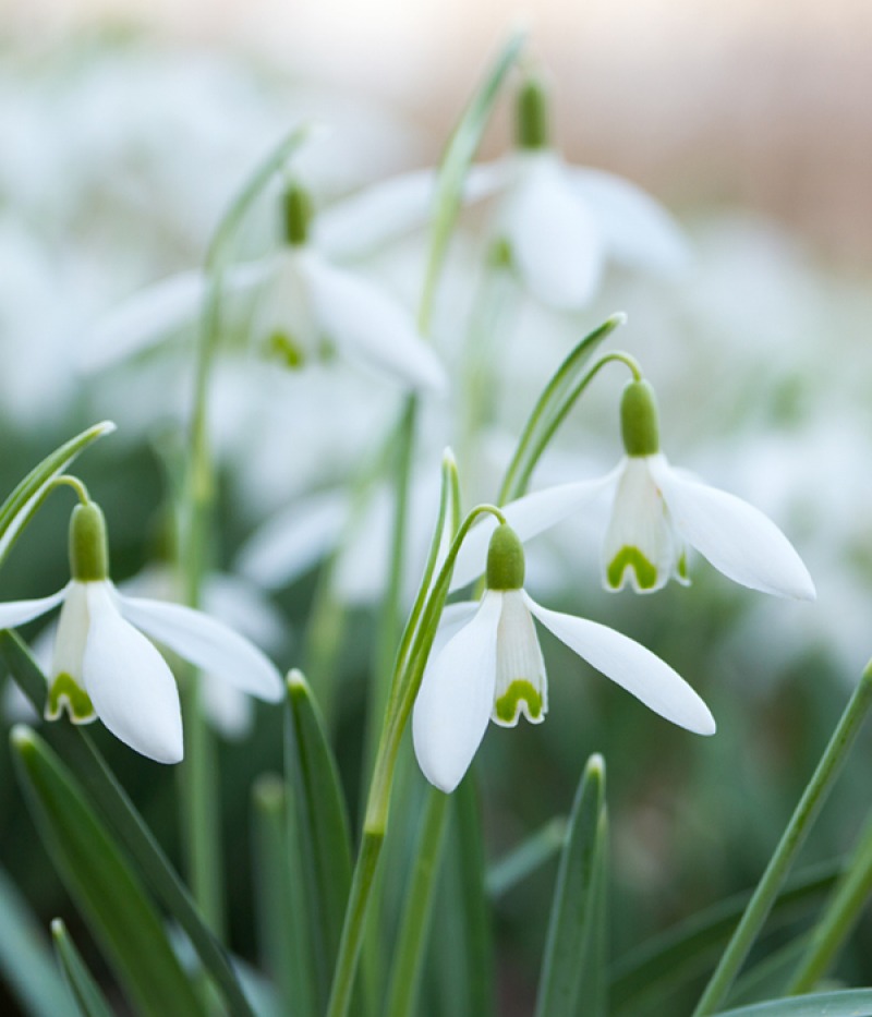 Learn About The Distinctive Northumbrian Language | Living North
